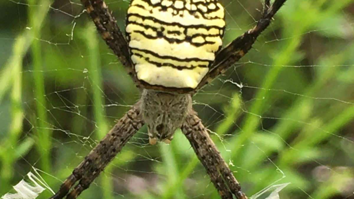 Indian Institute of Science